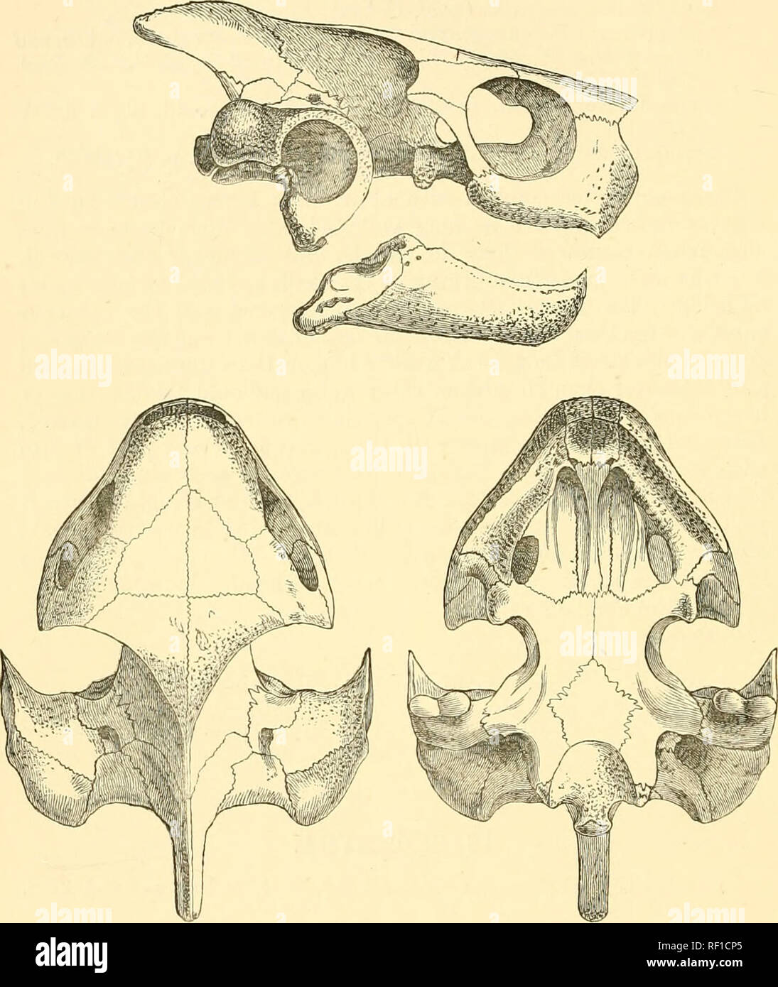 . Catalogue of the chelonians, rhynchocephalians, and crocodiles in the ...