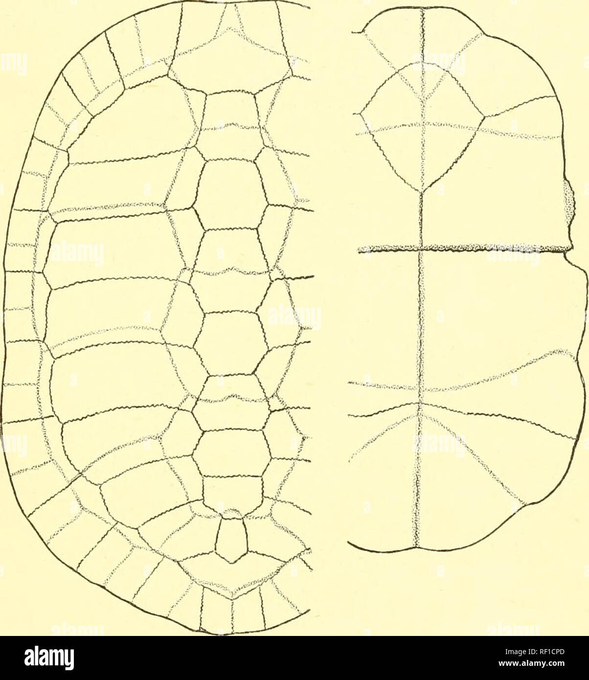 . Catalogue of the chelonians, rhynchocephalians, and crocodiles in the ...
