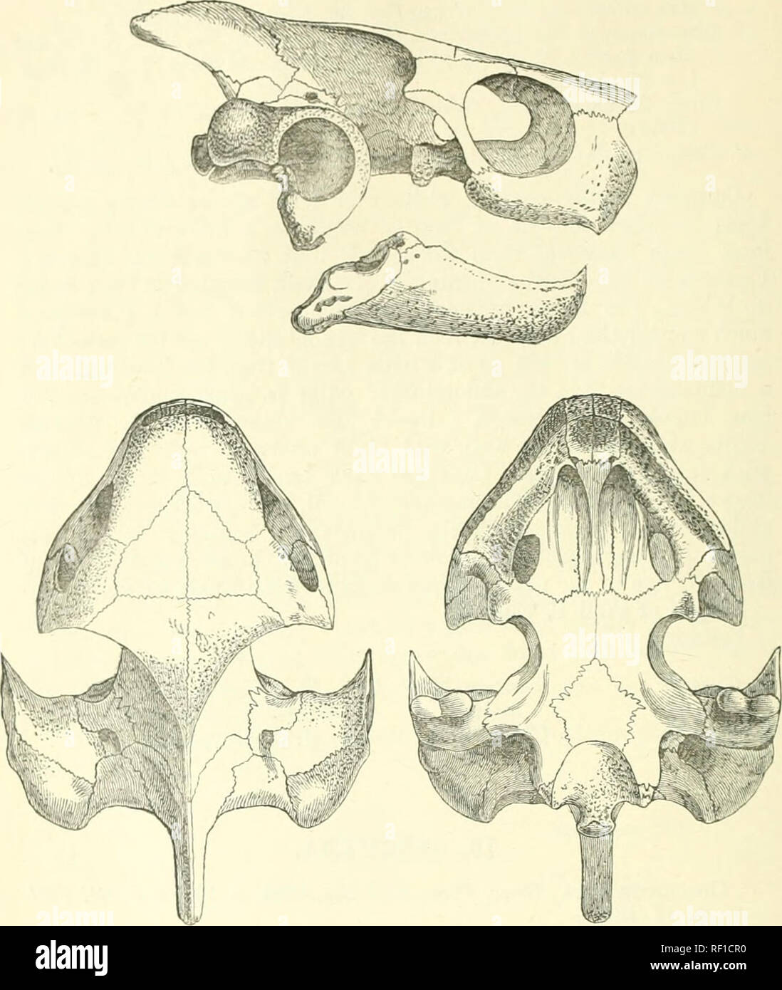 . Catalogue of the chelonians, rhynchocephalians, and crocodiles in the ...