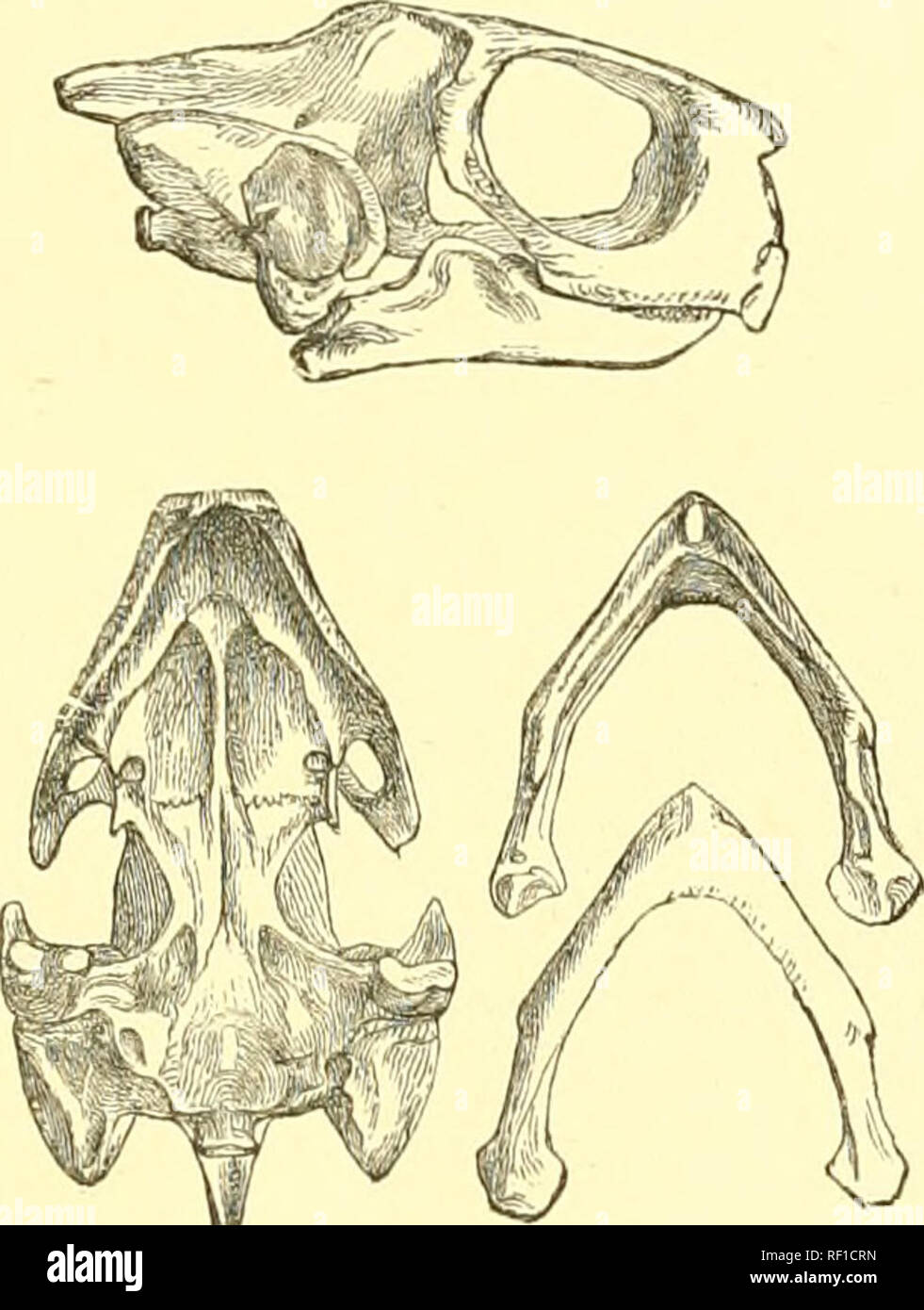 . Catalogue of the chelonians, rhynchocephalians, and crocodiles in the ...