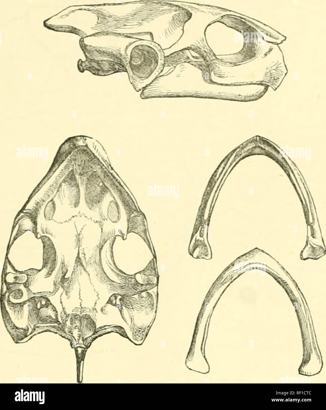 . Catalogue of the chelonians, rhynchocephalians, and crocodiles in the ...