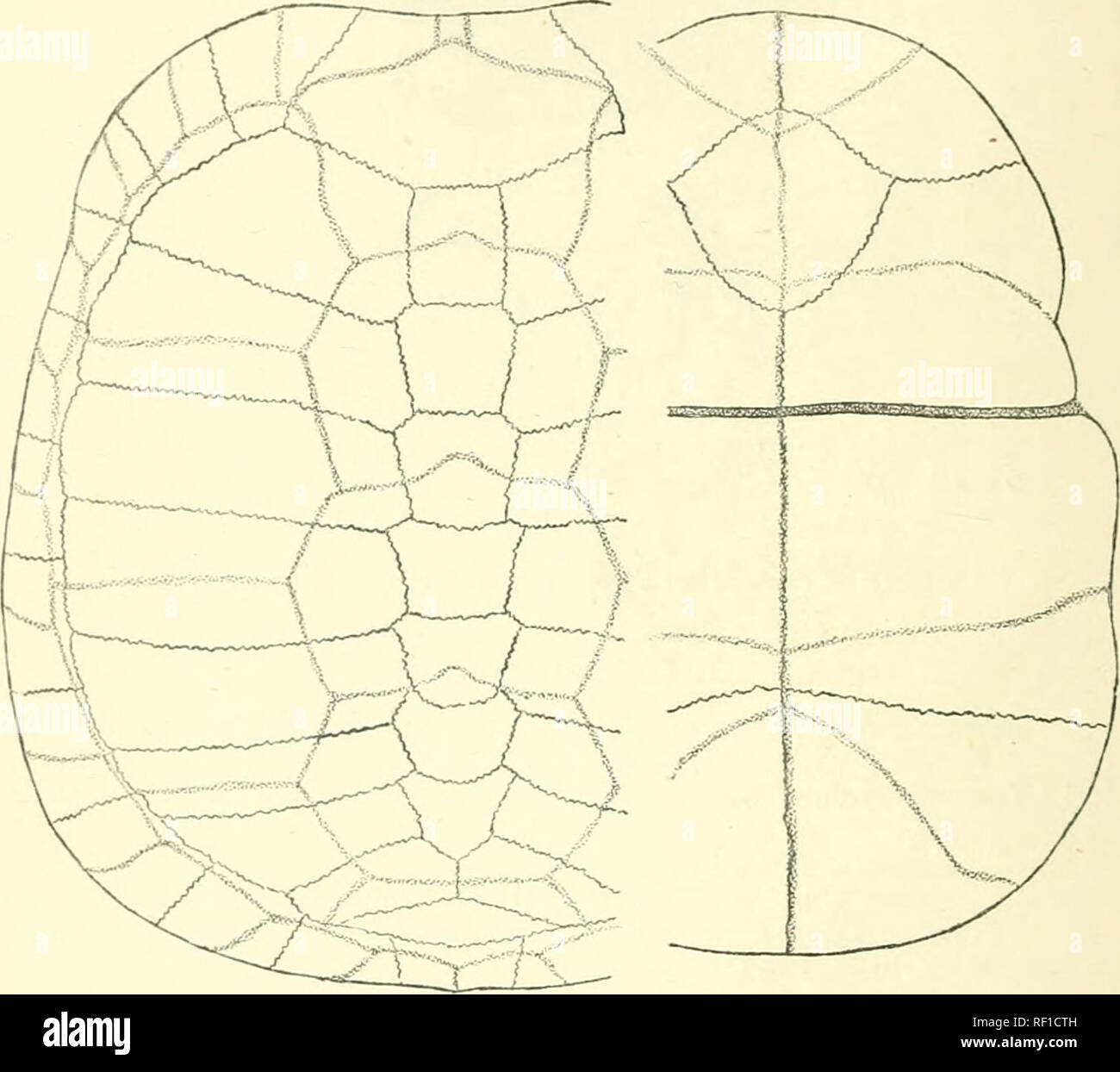 . Catalogue of the chelonians, rhynchocephalians, and crocodiles in the ...