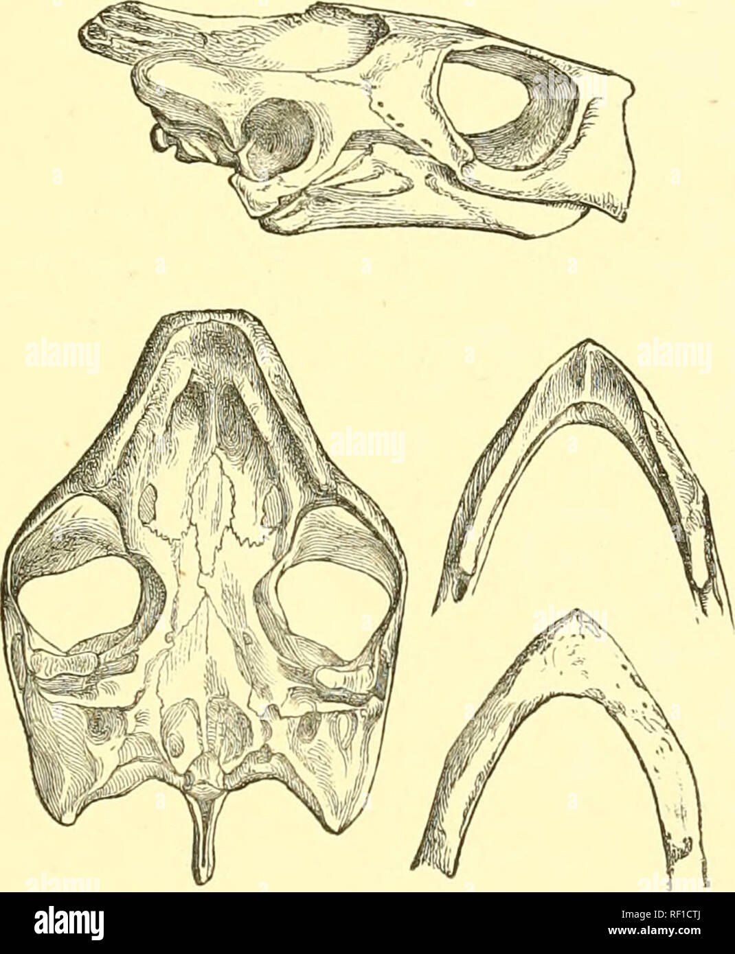 . Catalogue of the chelonians, rhynchocephalians, and crocodiles in the ...