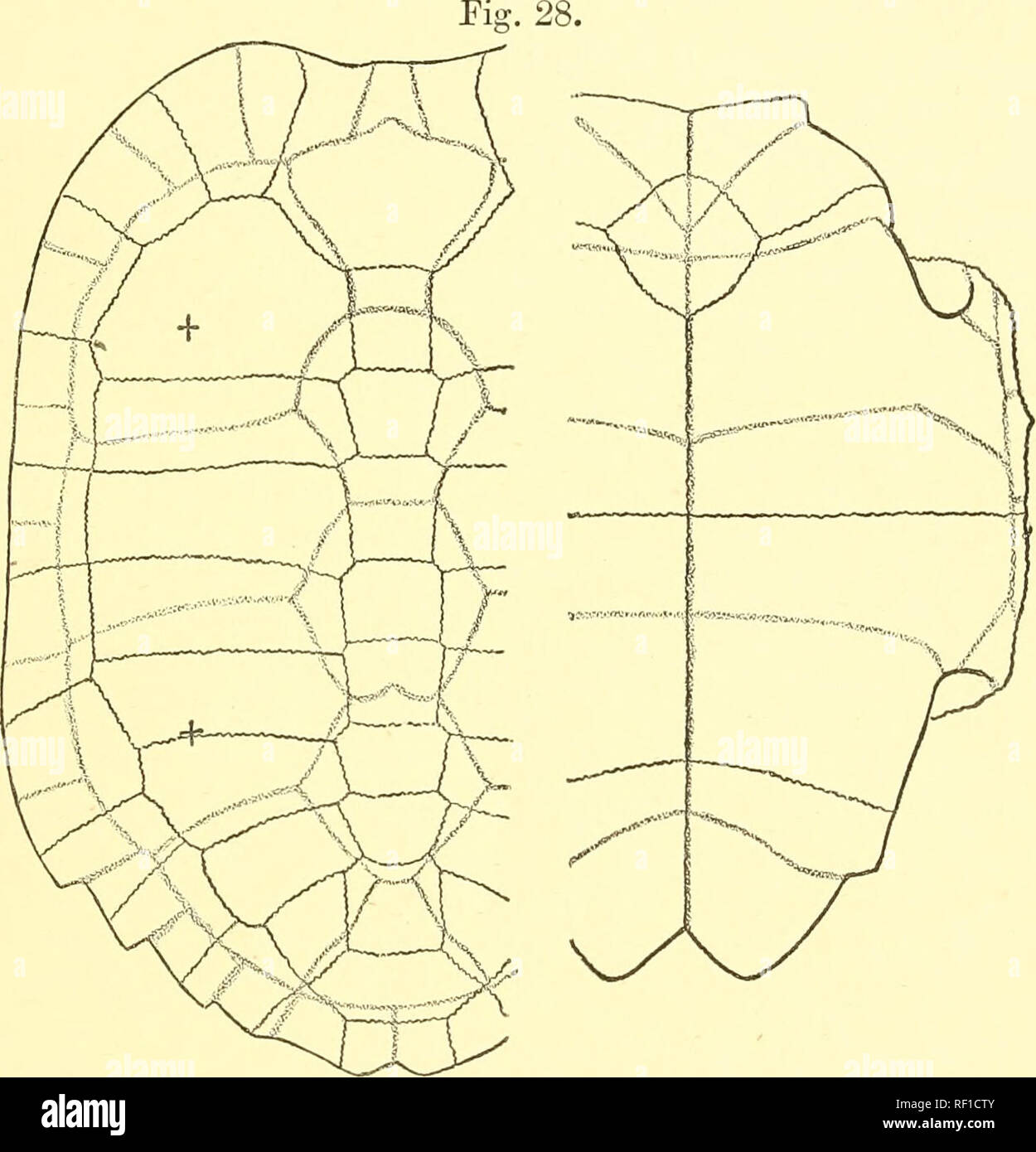 . Catalogue of the chelonians, rhynchocephalians, and crocodiles in the ...