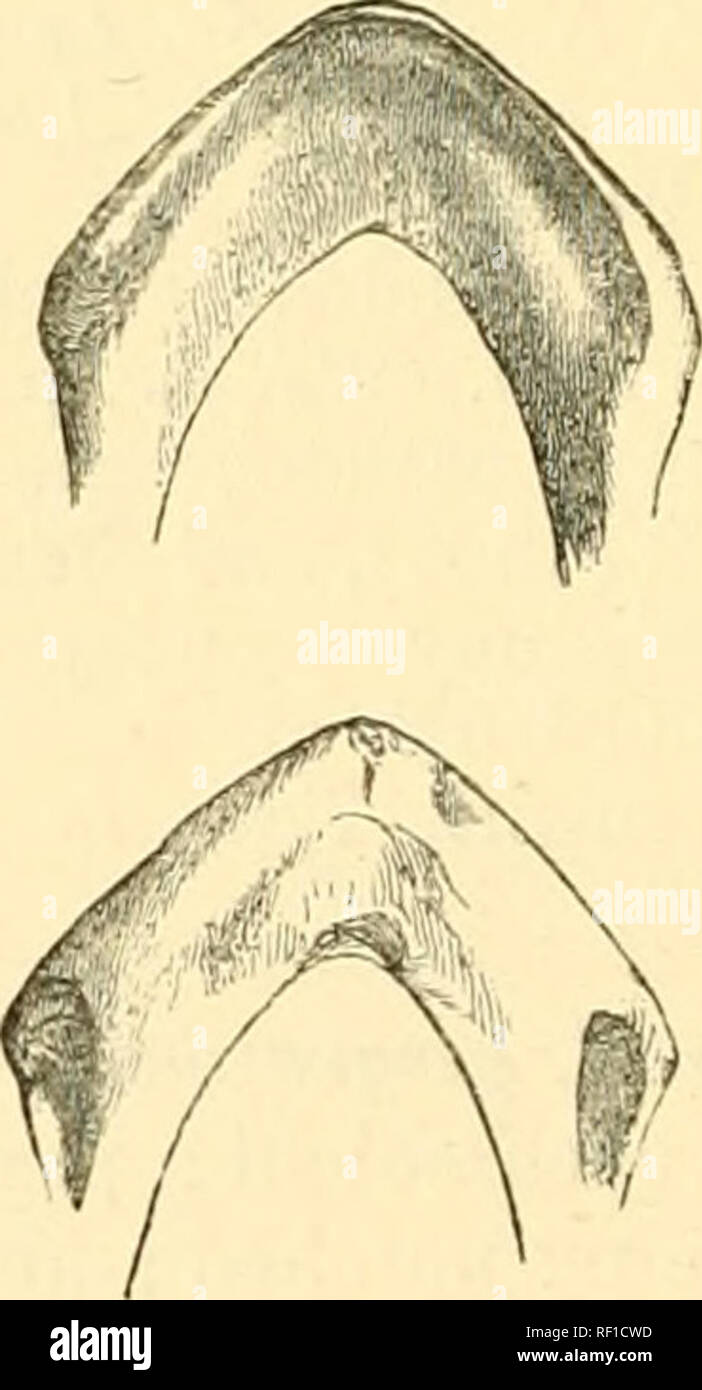 . Catalogue of the chelonians, rhynchocephalians, and crocodiles in the ...