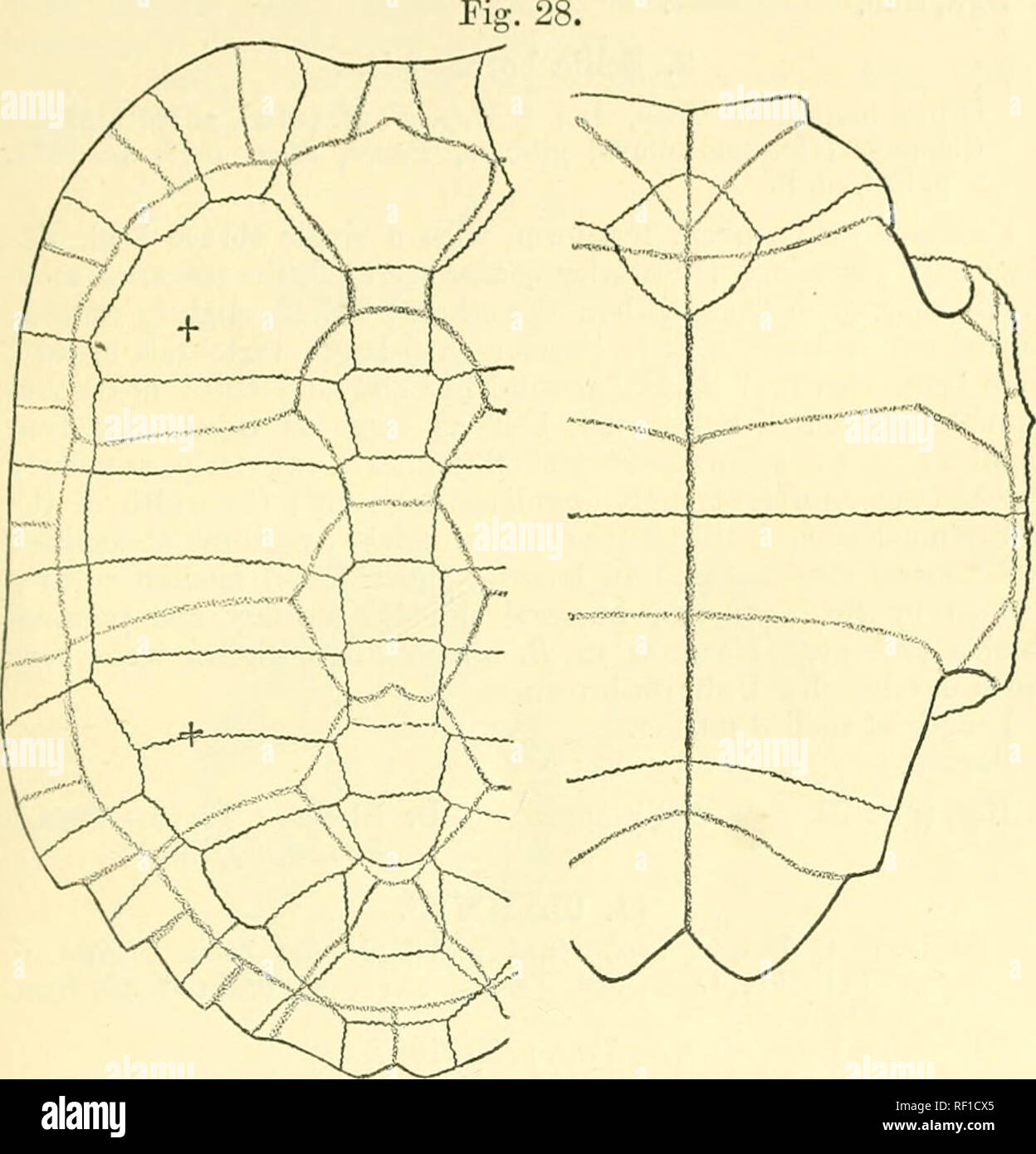 . Catalogue of the chelonians, rhynchocephalians, and crocodiles in the ...