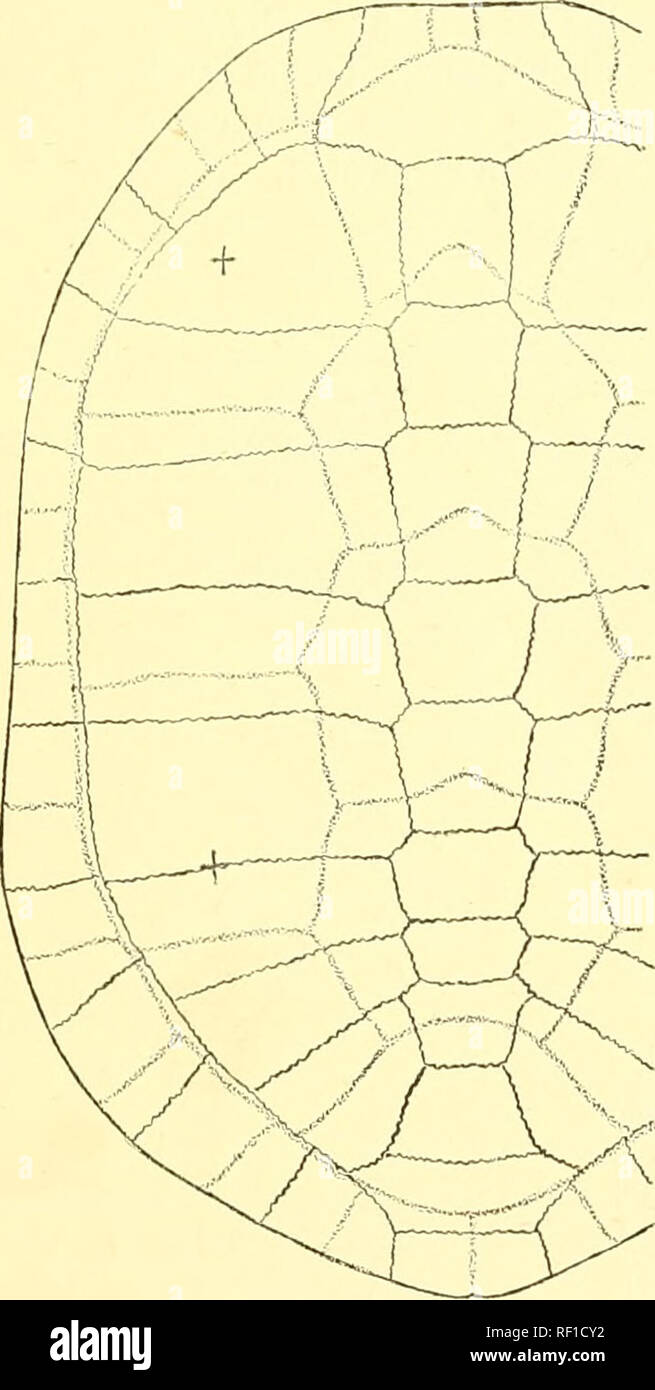 . Catalogue of the chelonians, rhynchocephalians, and crocodiles in the ...