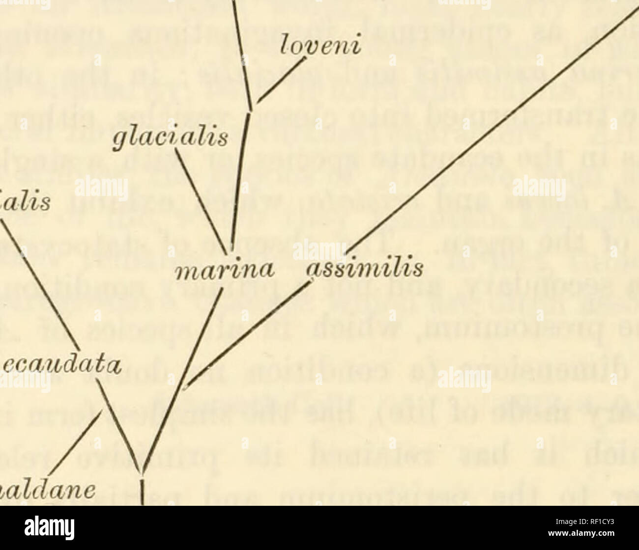 Chaetae hi-res stock photography and images - Alamy