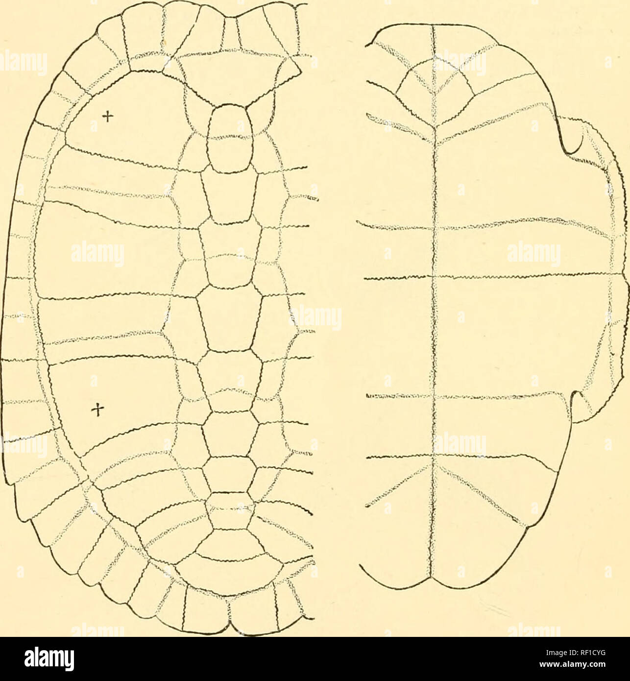 . Catalogue of the chelonians, rhynchocephalians, and crocodiles in the ...