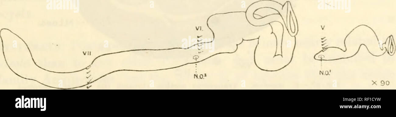 . Catalogue of the Chaetopoda in the British Museum (Natural History ...