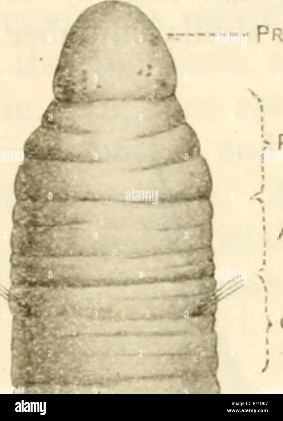 Peristomium hi-res stock photography and images - Alamy