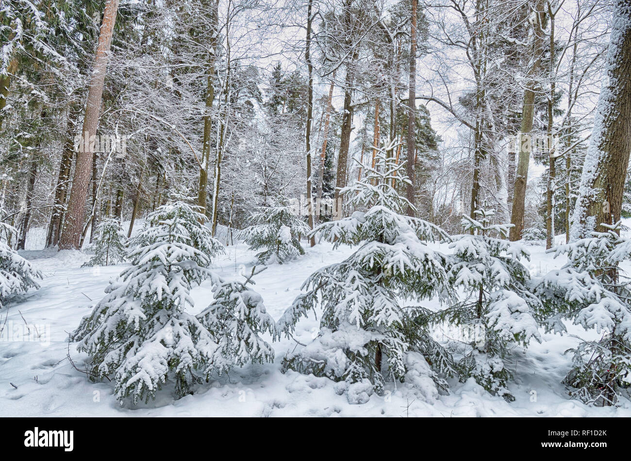 Snowy winter in the forest.On the branches of trees is snow Stock Photo ...
