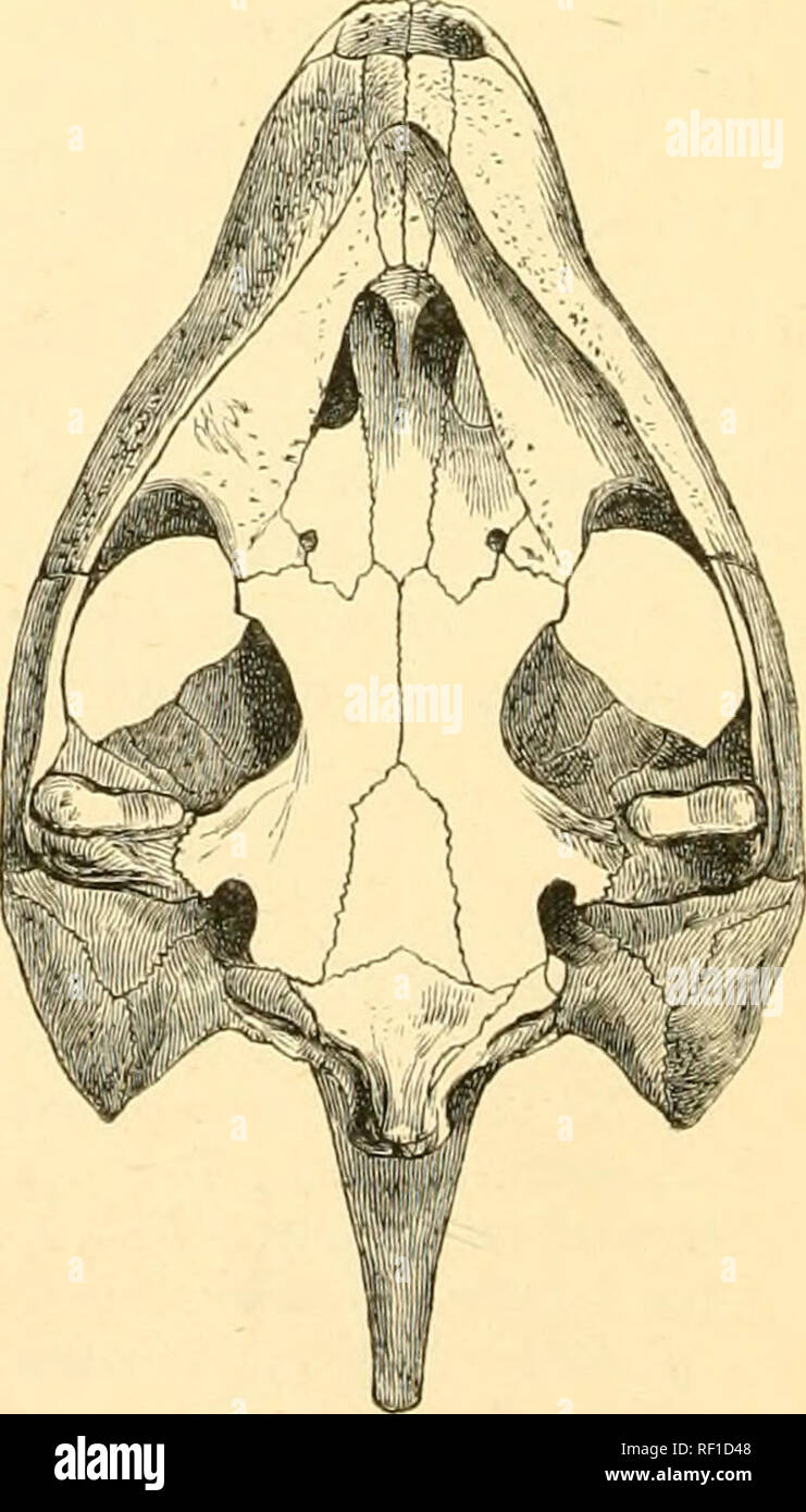 . Catalogue of the chelonians, rhynchocephalians, and crocodiles in the ...