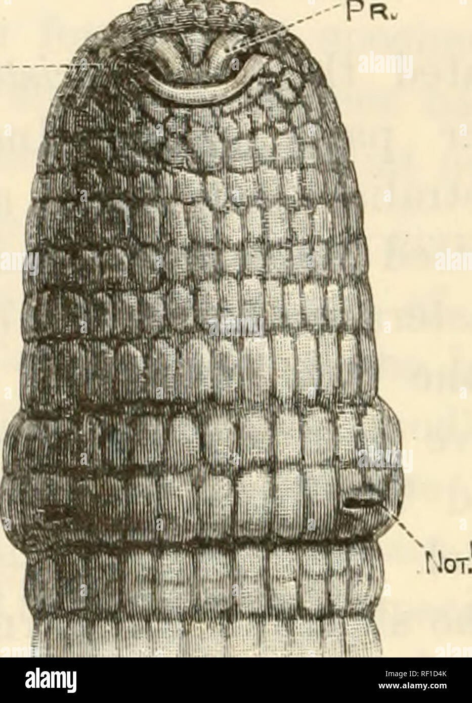 Prostomium hi-res stock photography and images - Alamy