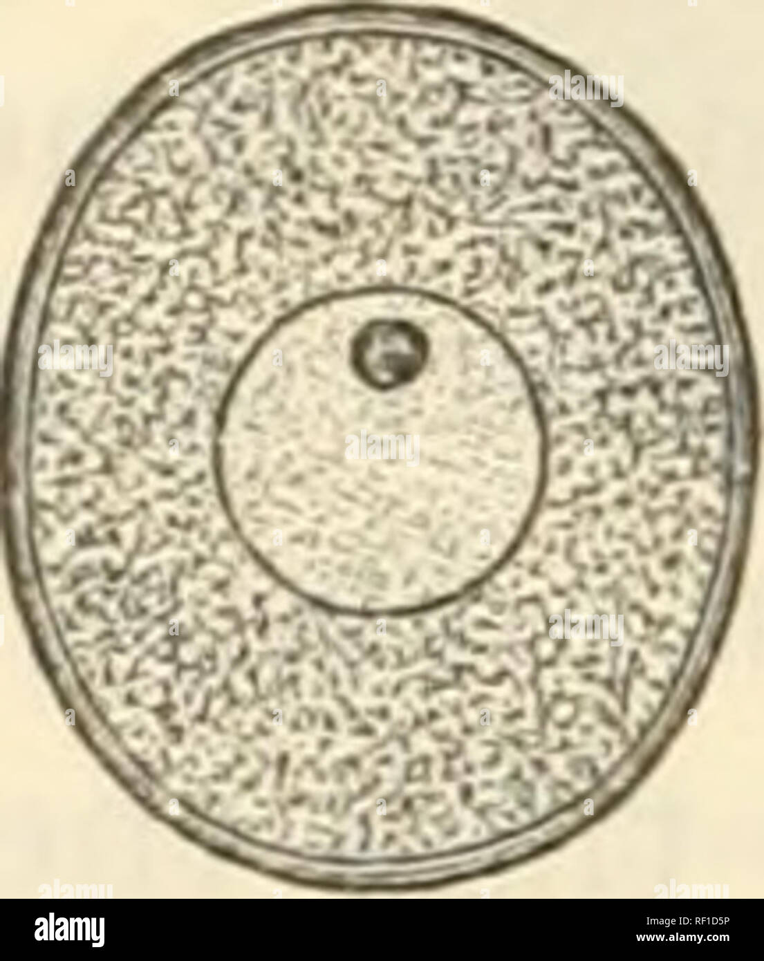 . Catalogue of the Chaetopoda in the British Museum (Natural History ...