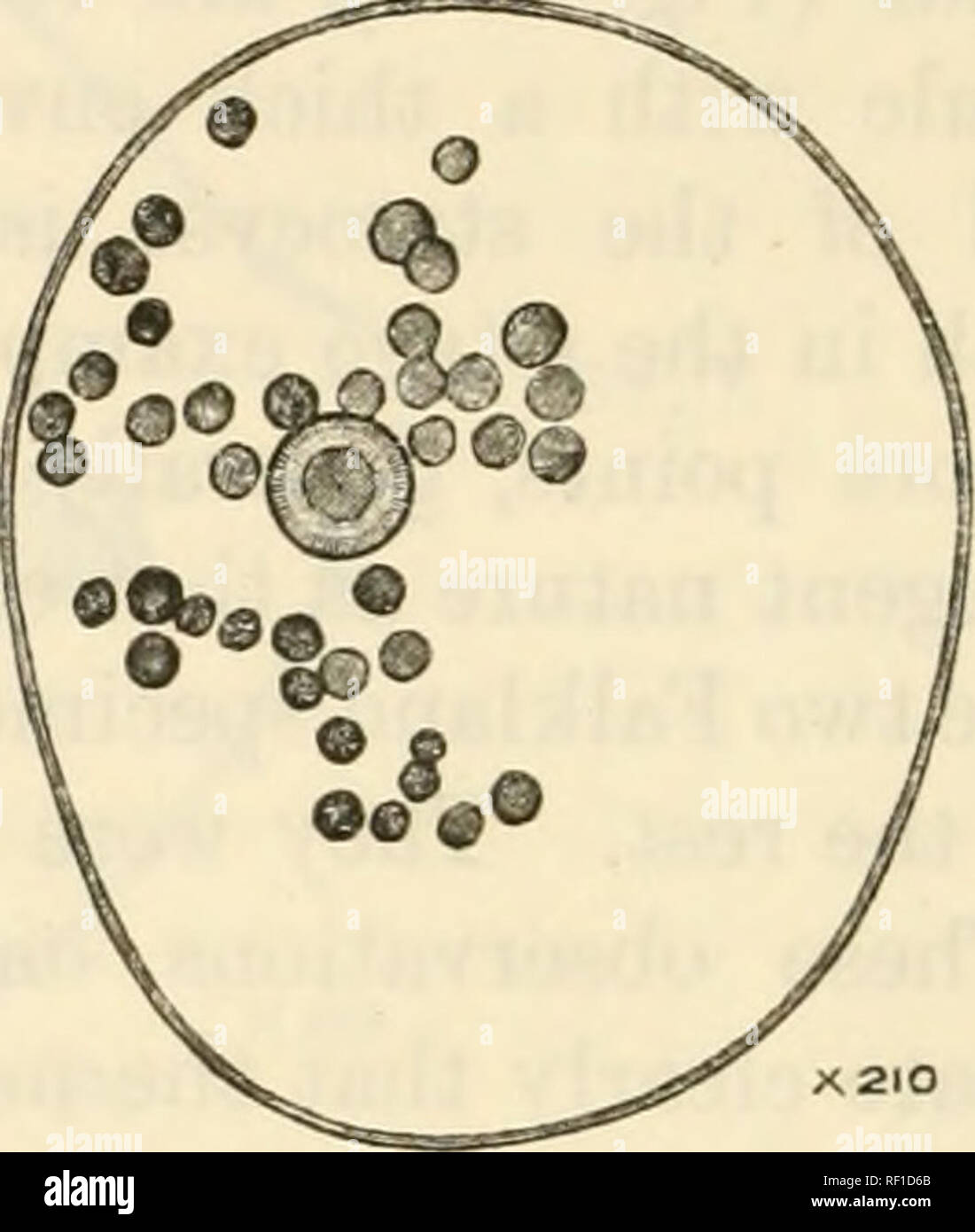 Statocyst hi-res stock photography and images - Alamy