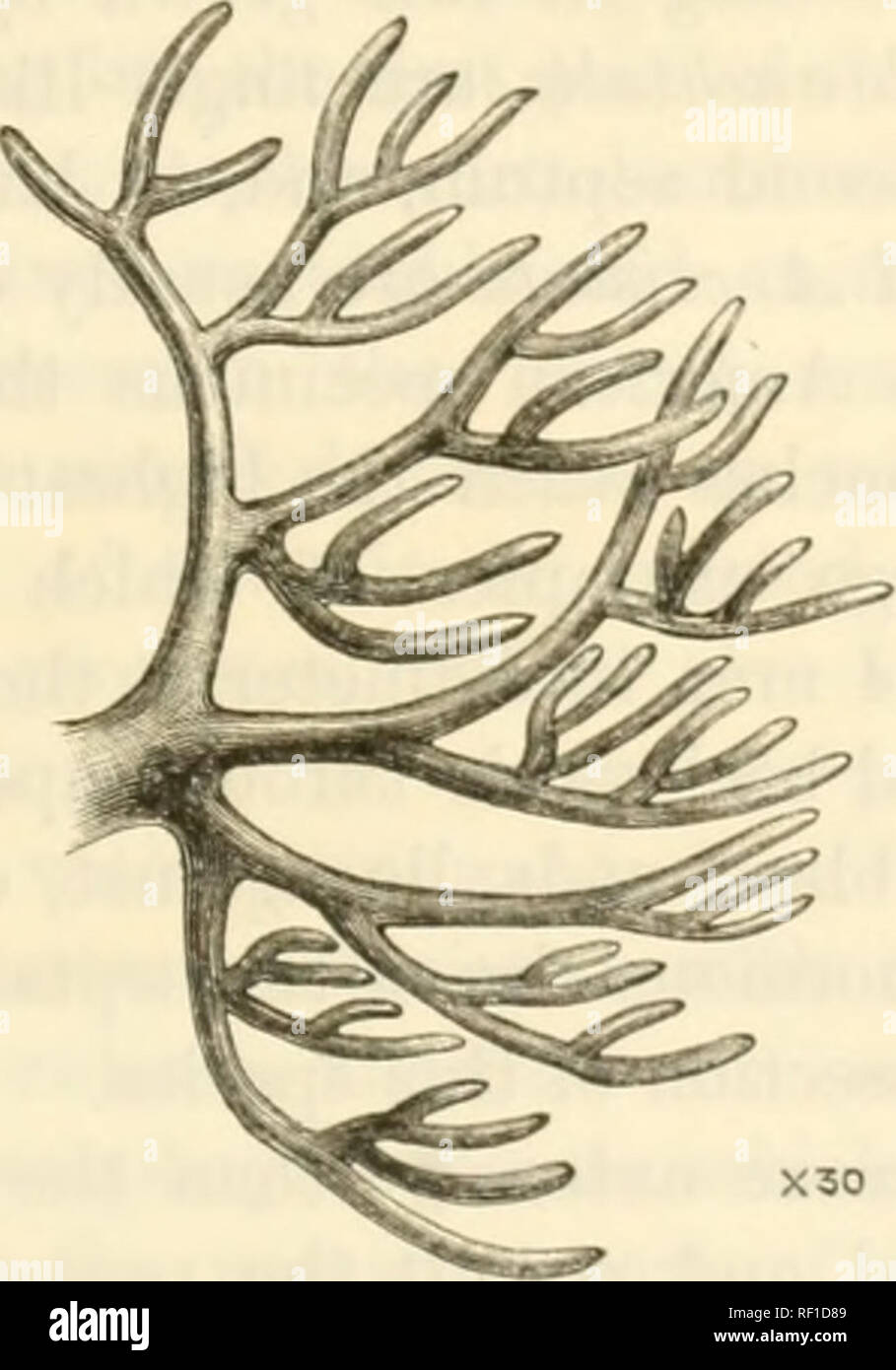 . Catalogue of the Chaetopoda in the British Museum (Natural History ...