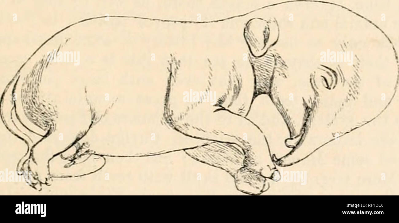 Foetus india hi-res stock photography and images - Alamy