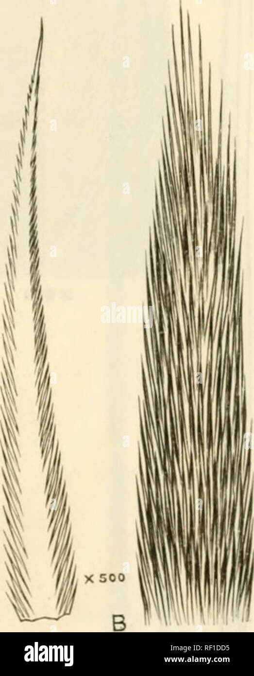 . Catalogue of the Chaetopoda in the British Museum (Natural History ...