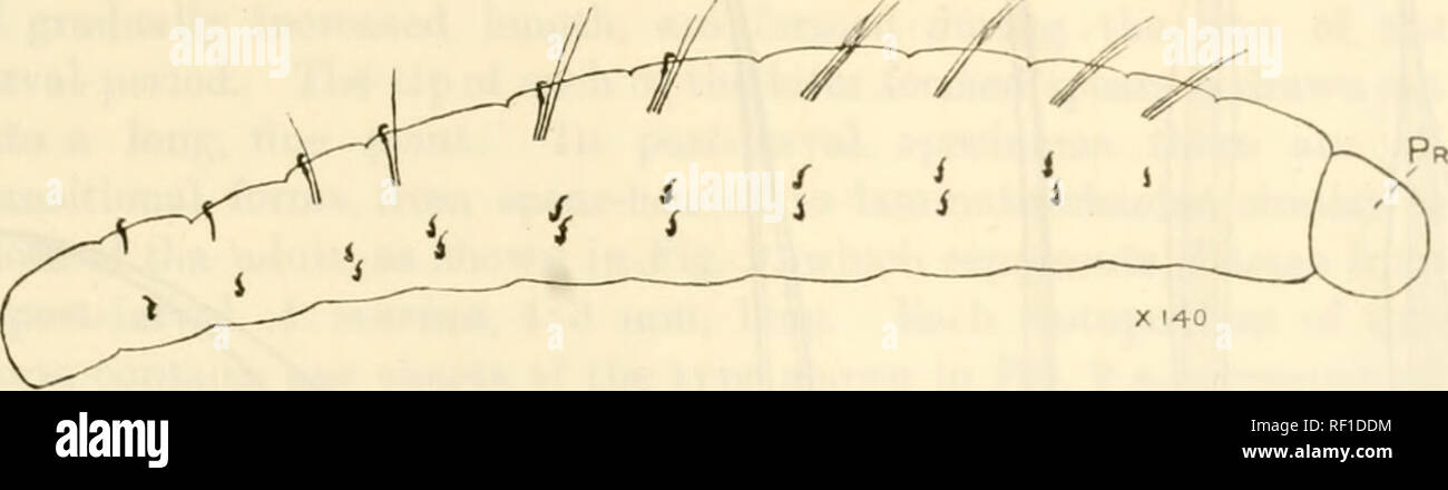 . Catalogue of the Chaetopoda in the British Museum (Natural History ...