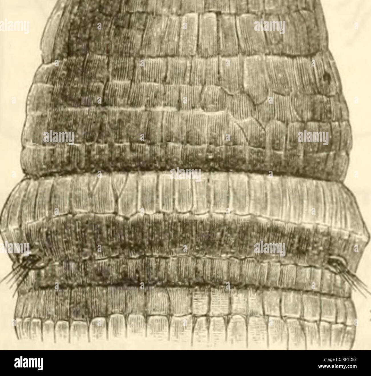 Chaetae hi-res stock photography and images - Alamy