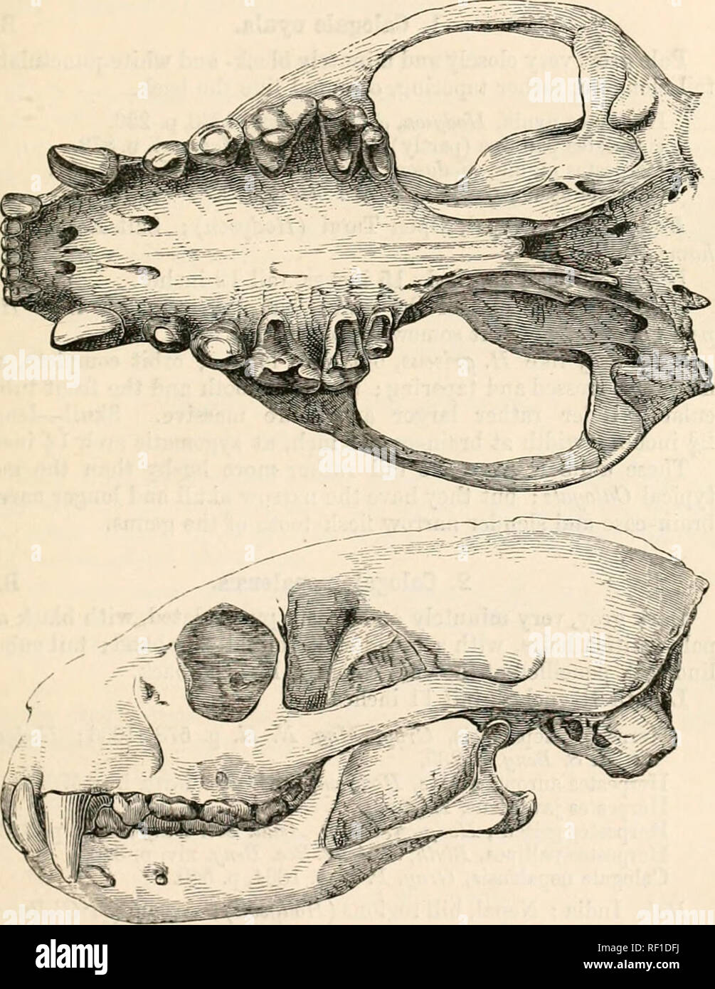 . Catalogue of carnivorous, pachydermatous and edentate Mammalia ... in ...