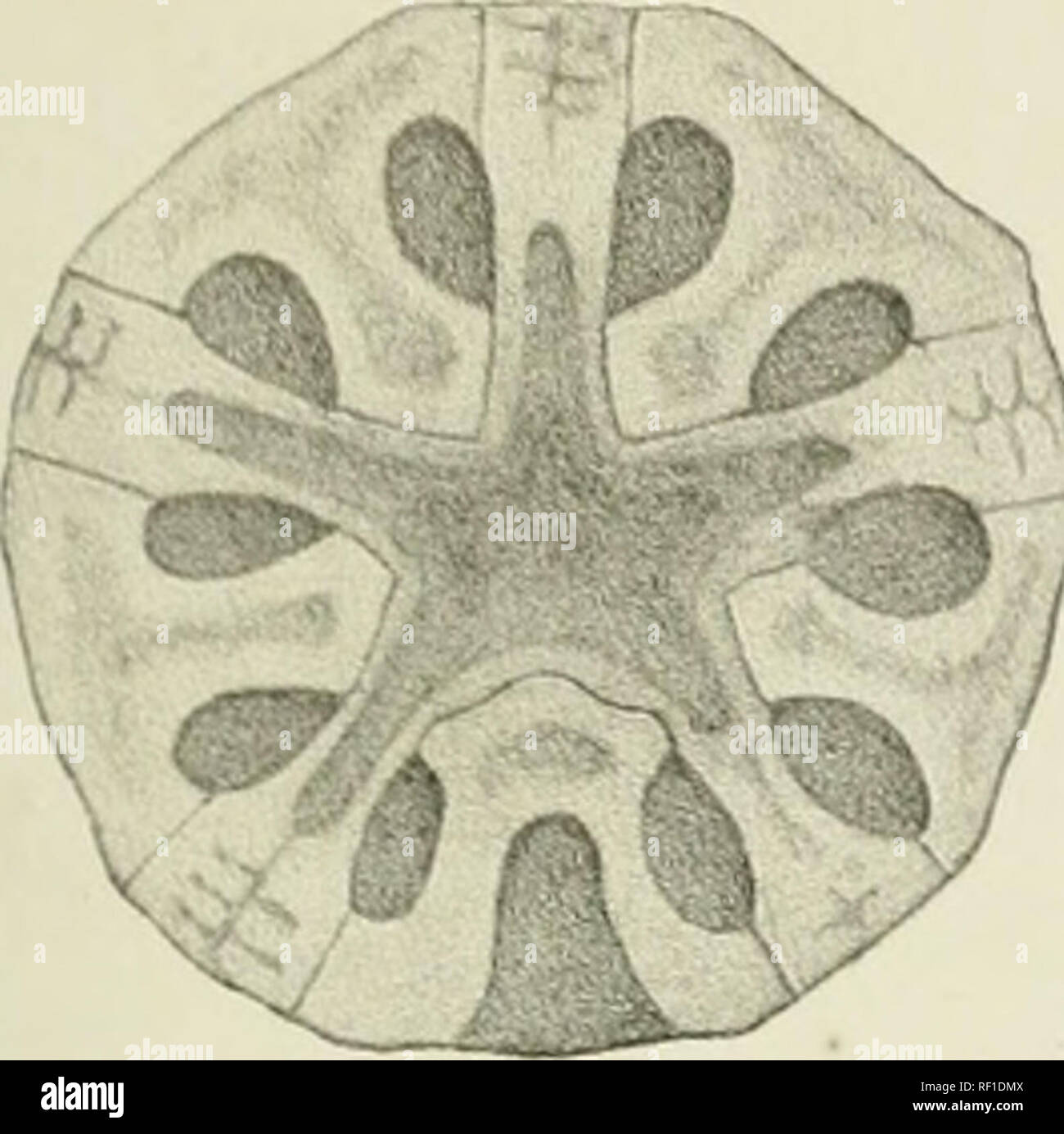 . Catalogue of the Blastoidea in the Geological Department of the ...