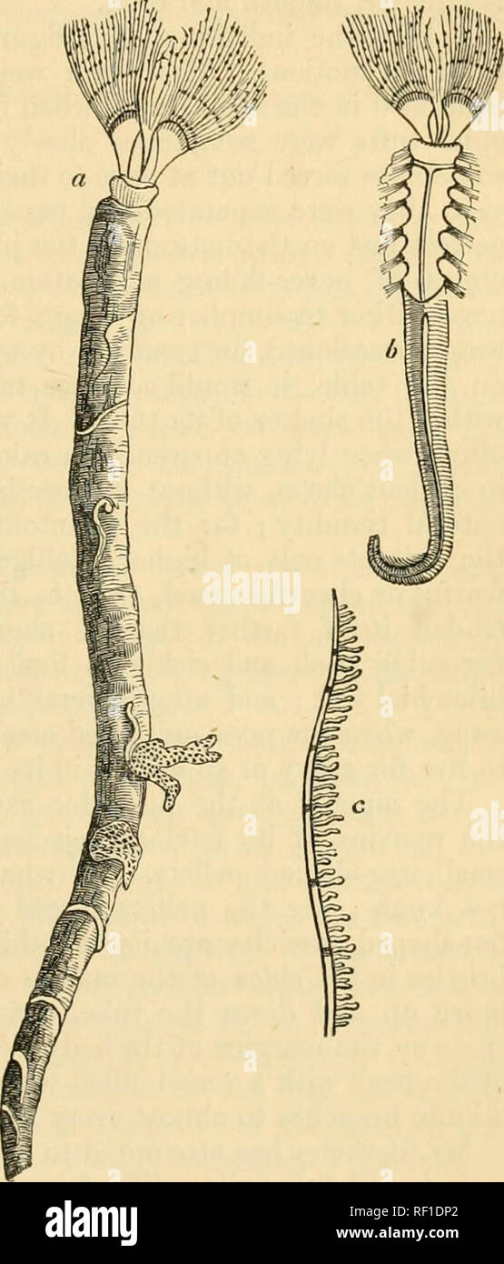 . A catalogue of the British non-parasitical worms in the collection of ...