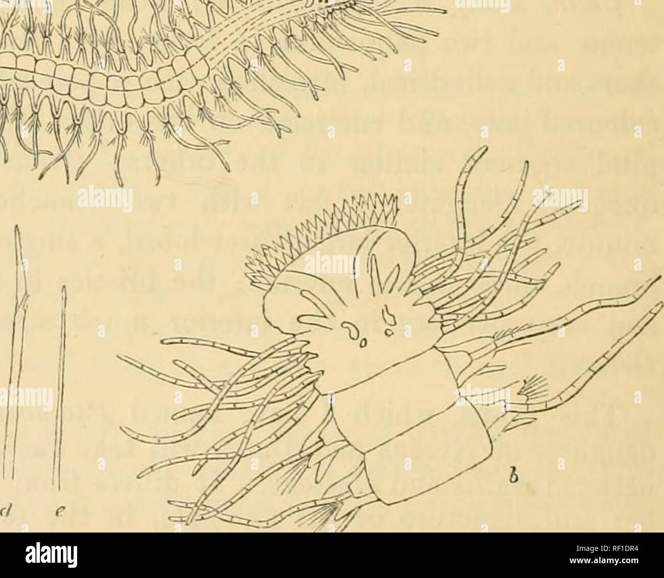 . A catalogue of the British non-parasitical worms in the collection of ...