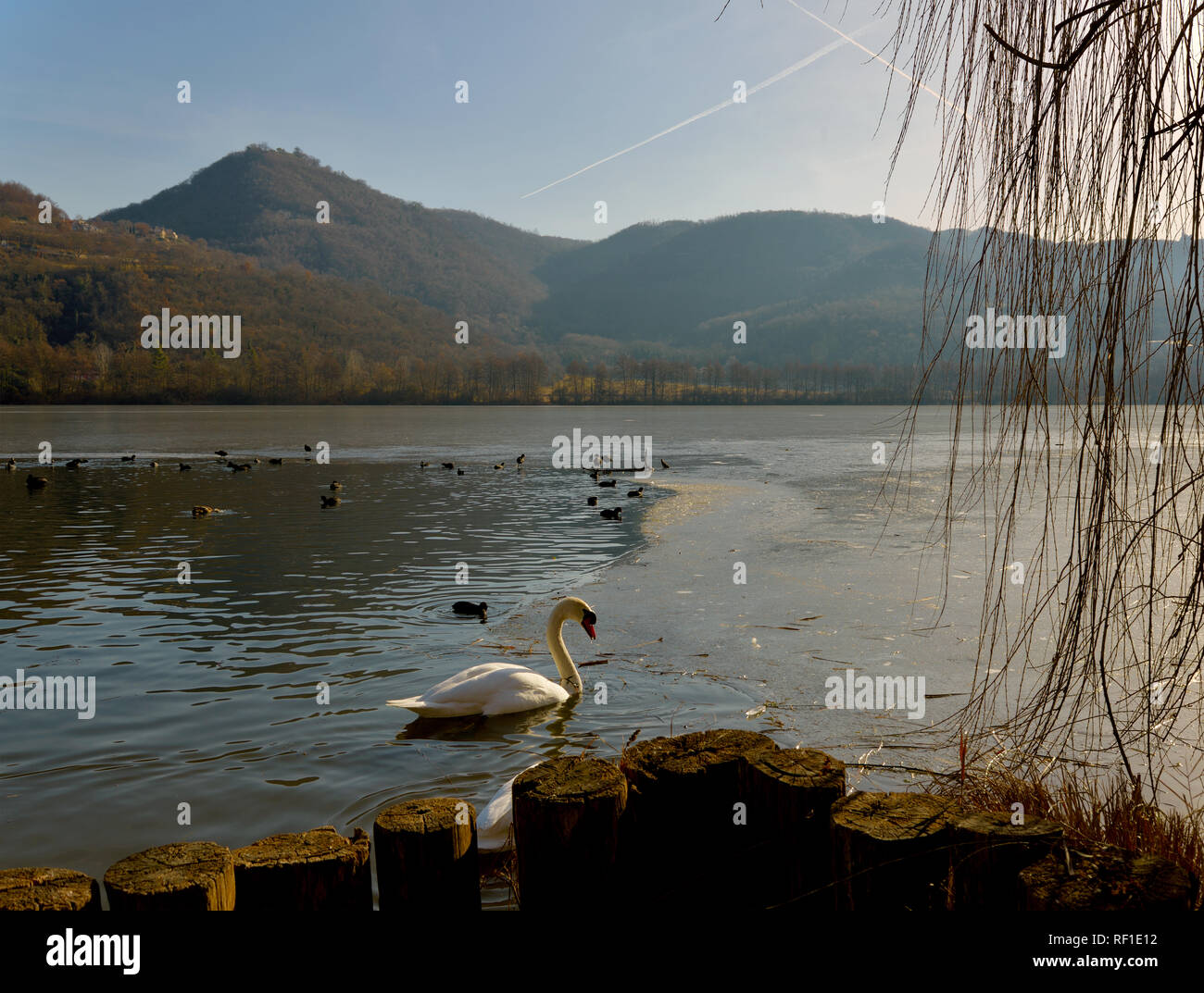 The swan on the iced lake Fimon Vicenza Italy Stock Photo - Alamy