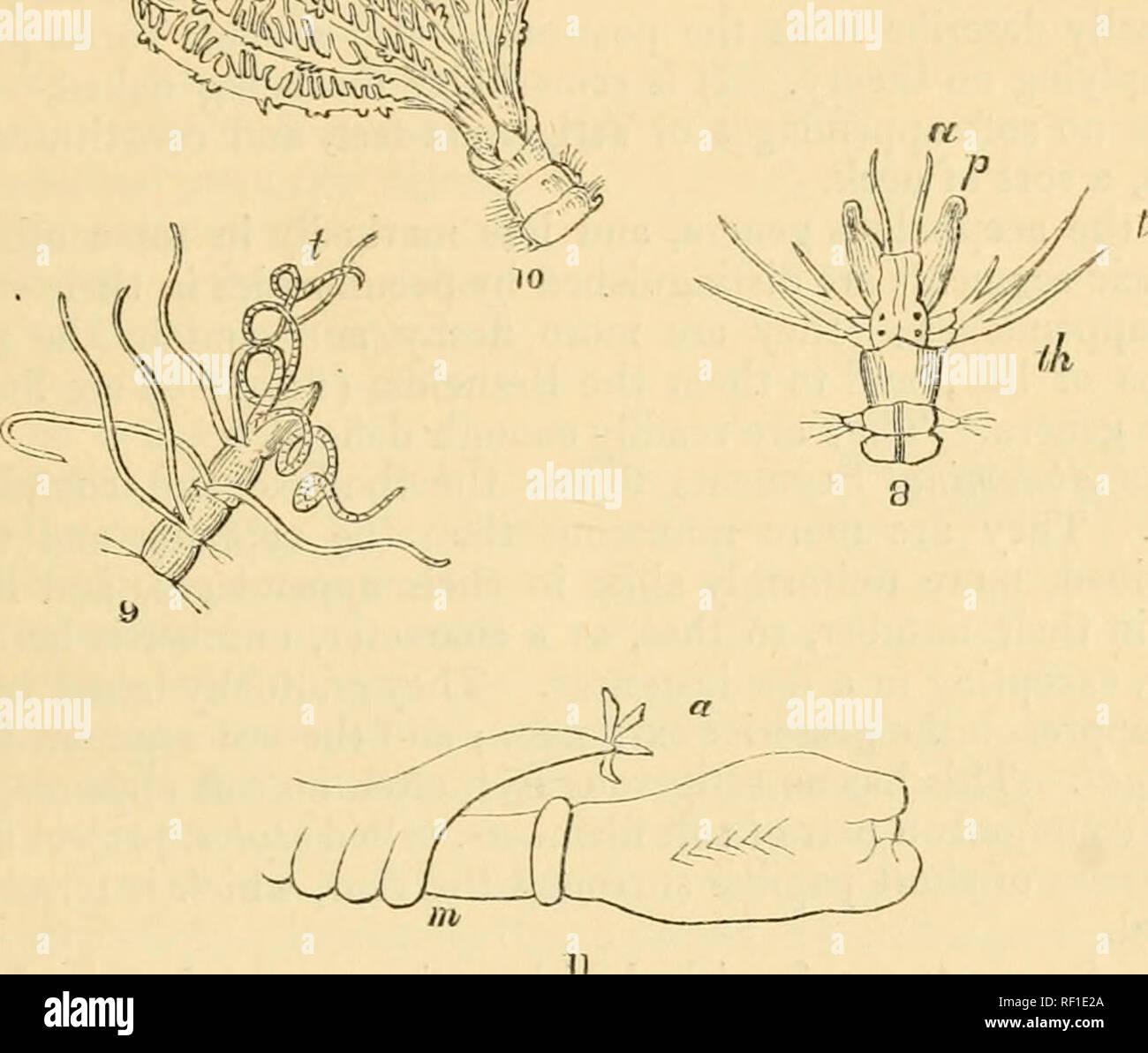 . A catalogue of the British non-parasitical worms in the collection of ...