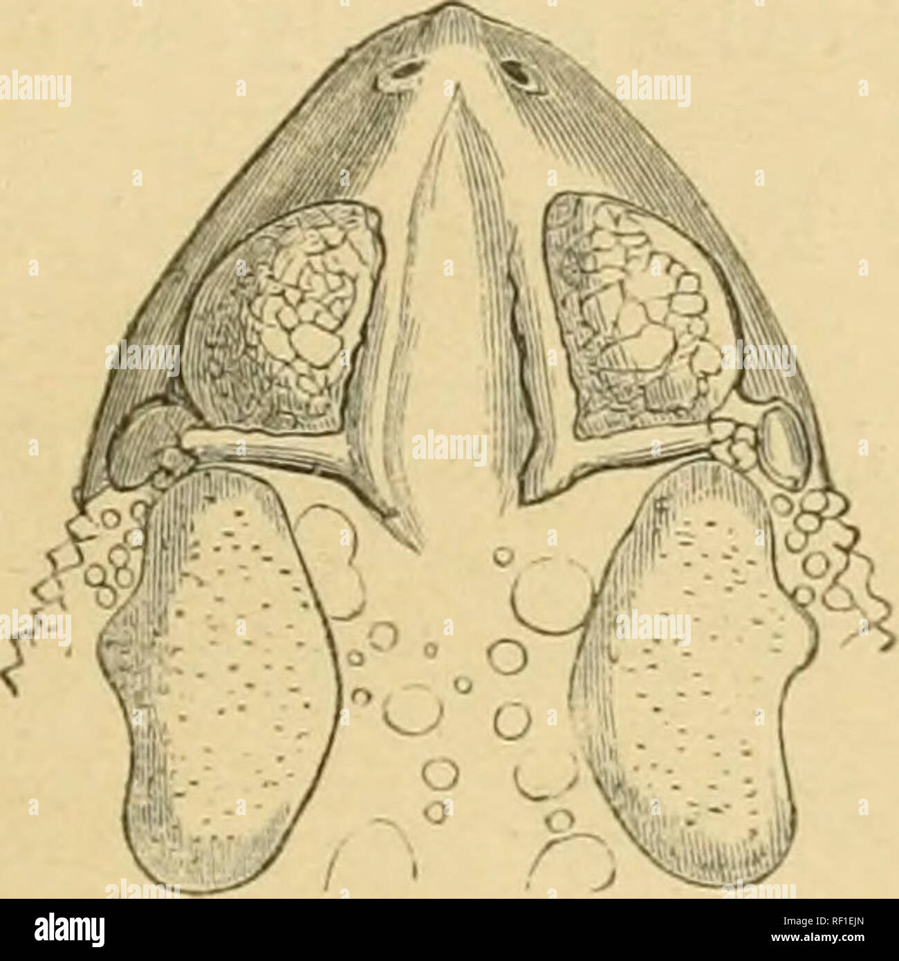 . Catalogue of the Batrachia Salientia s. Ecaudata in the collection of ...