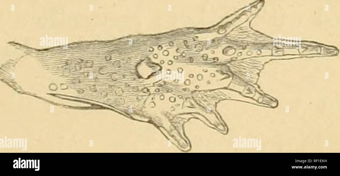 . Catalogue of the Batrachia Salientia s. Ecaudata in the collection of ...