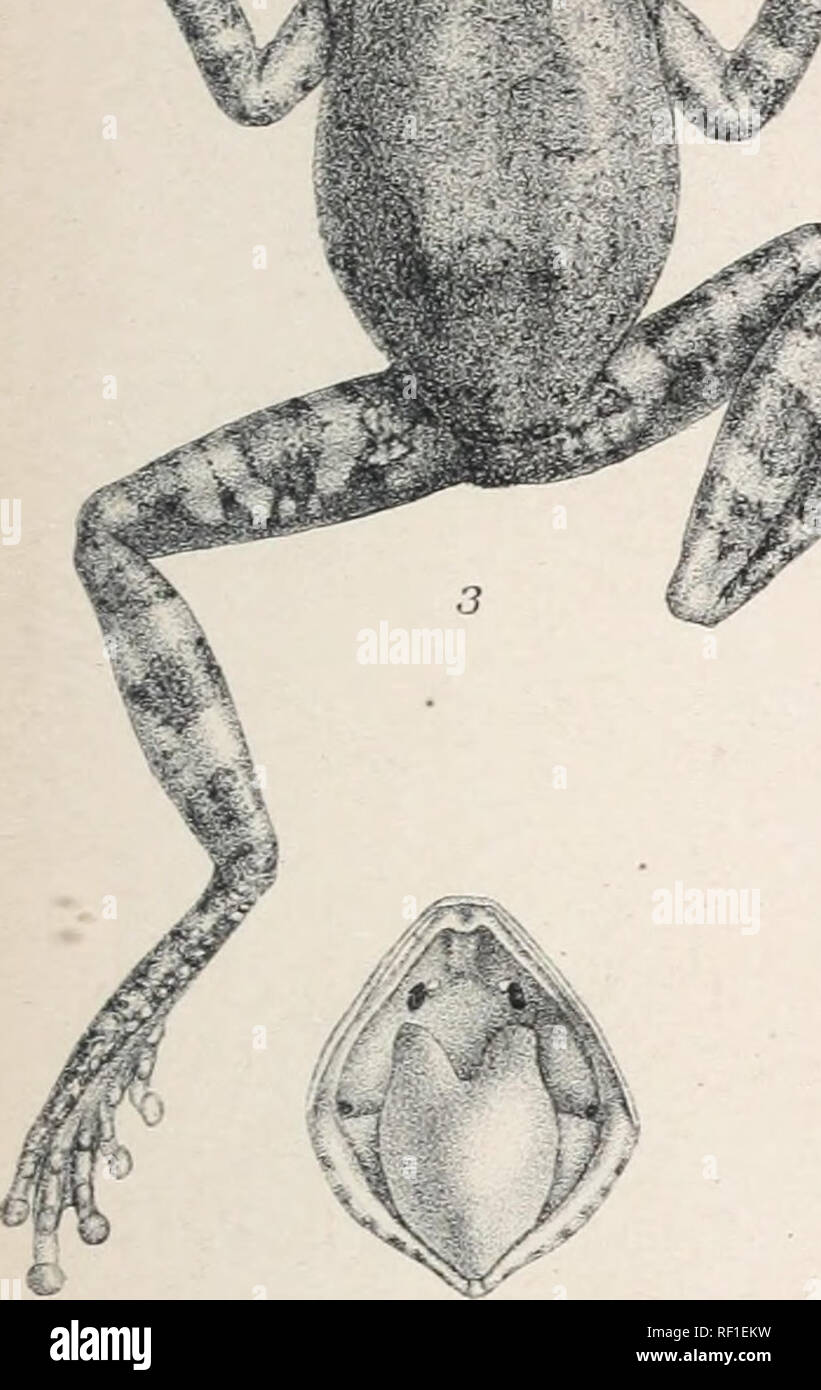 . Catalogue of the Batrachia Salientia s. Ecaudata in the collection of ...
