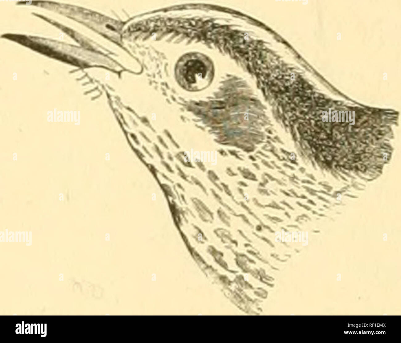 Mr busby hi-res stock photography and images - Alamy