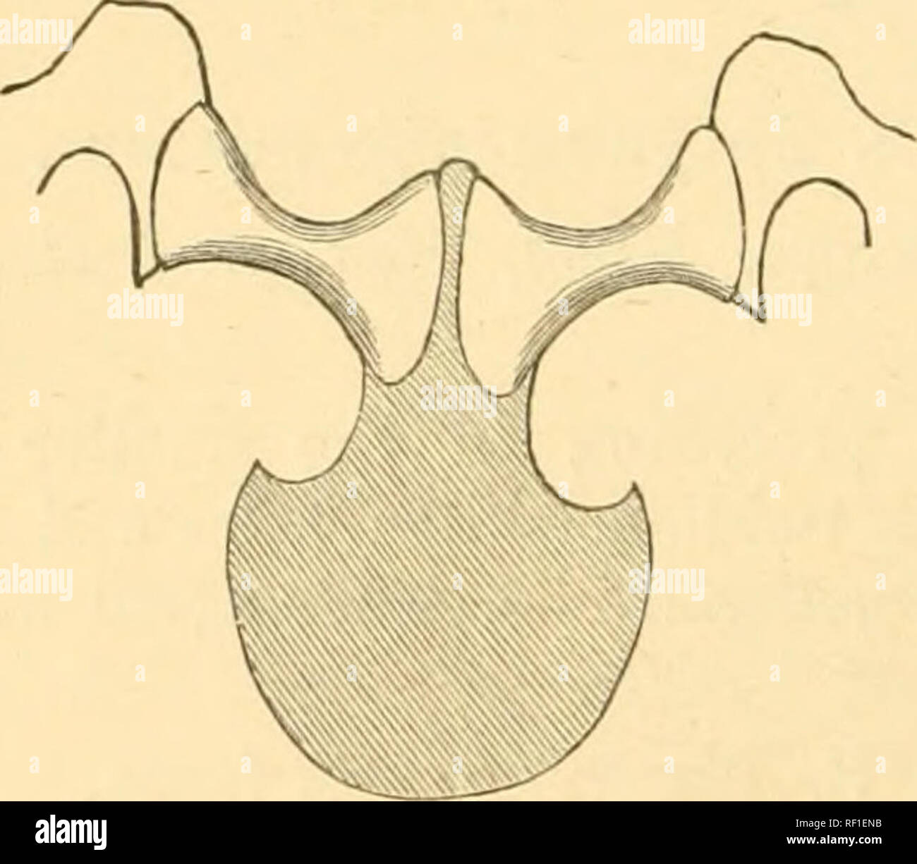 . Catalogue of the Batrachia Salientia s. Ecaudata in the collection of ...