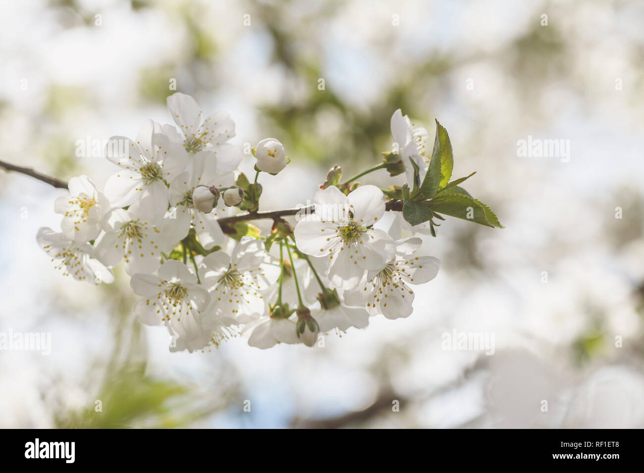 beginning of spring blooming cherry buds pink colors Stock Photo - Alamy