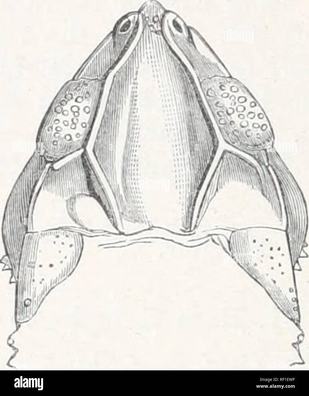 . Catalogue of the Batrachia Salientia s. Ecaudata in the collection of ...