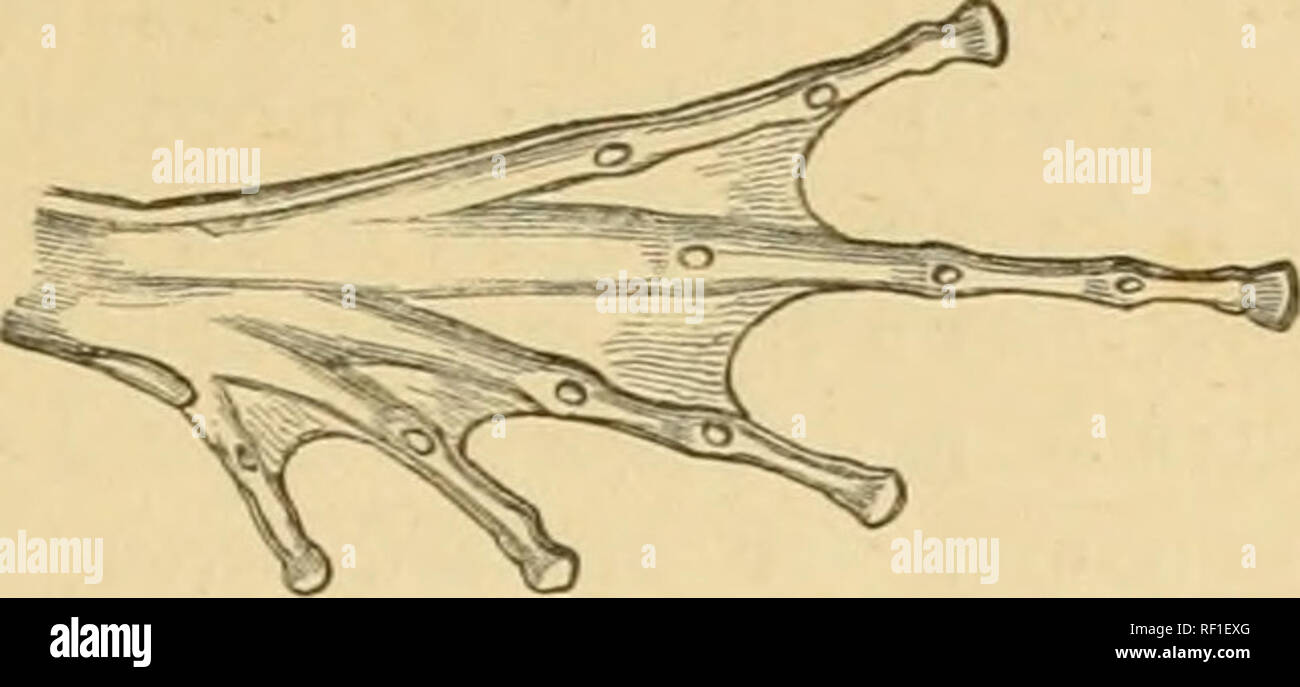 . Catalogue of the Batrachia Salientia s. Ecaudata in the collection of ...