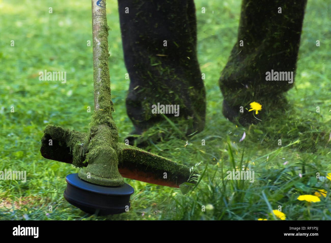 crazy grass cutting in the park with gasoline trimmer. head with nylon ...