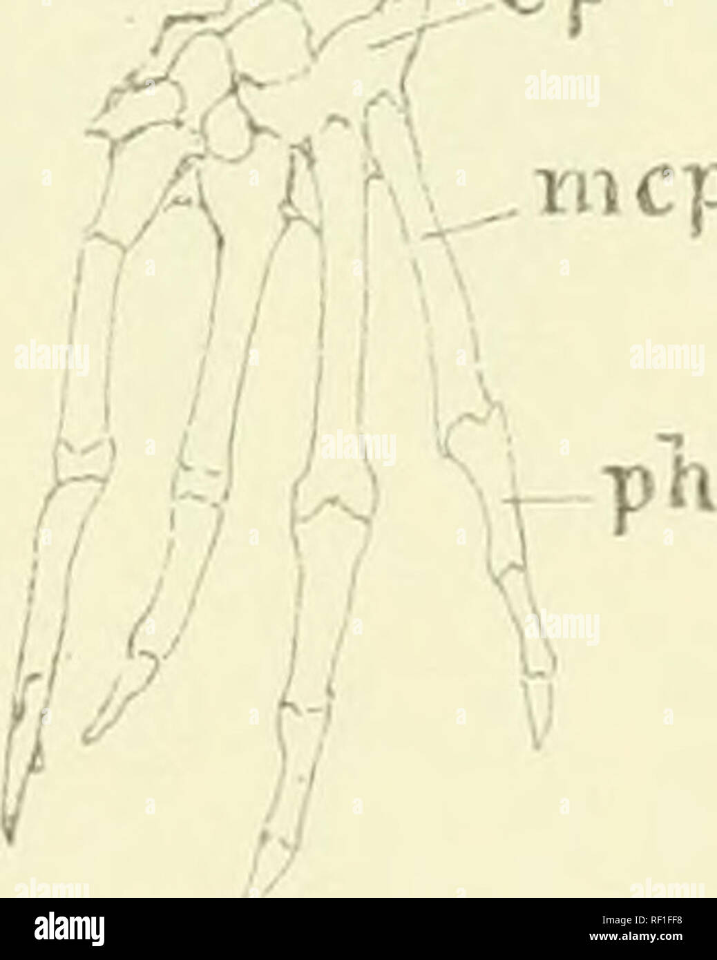 Skeleton frogs hi-res stock photography and images - Alamy