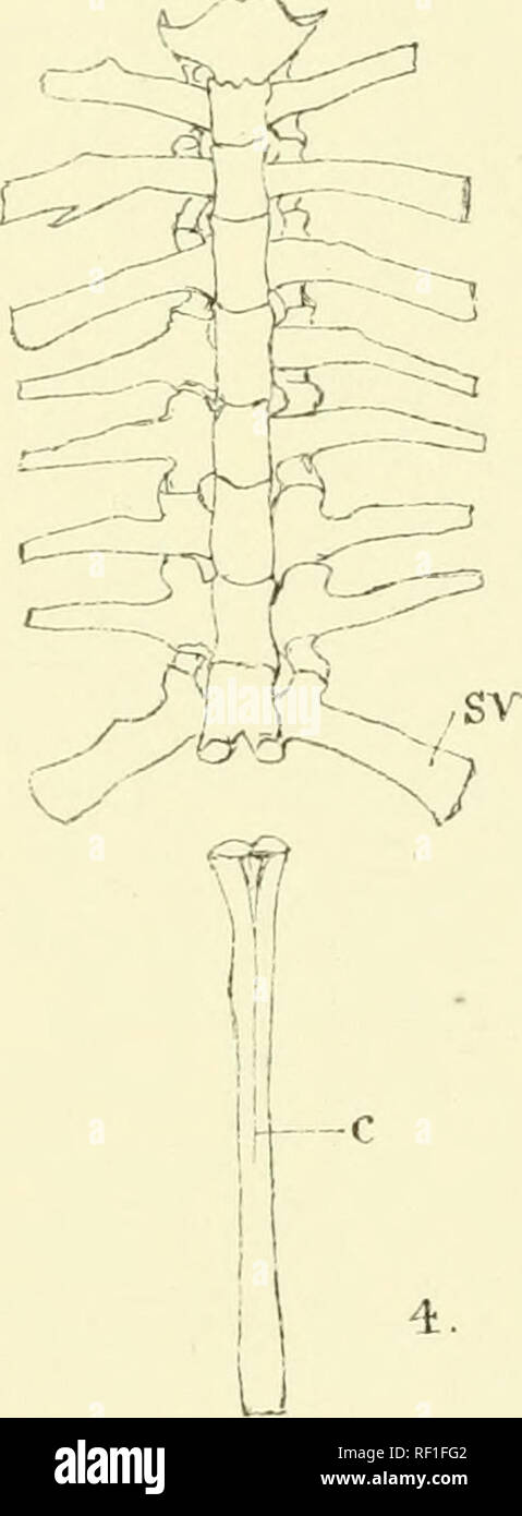 Skeleton frogs hi-res stock photography and images - Alamy
