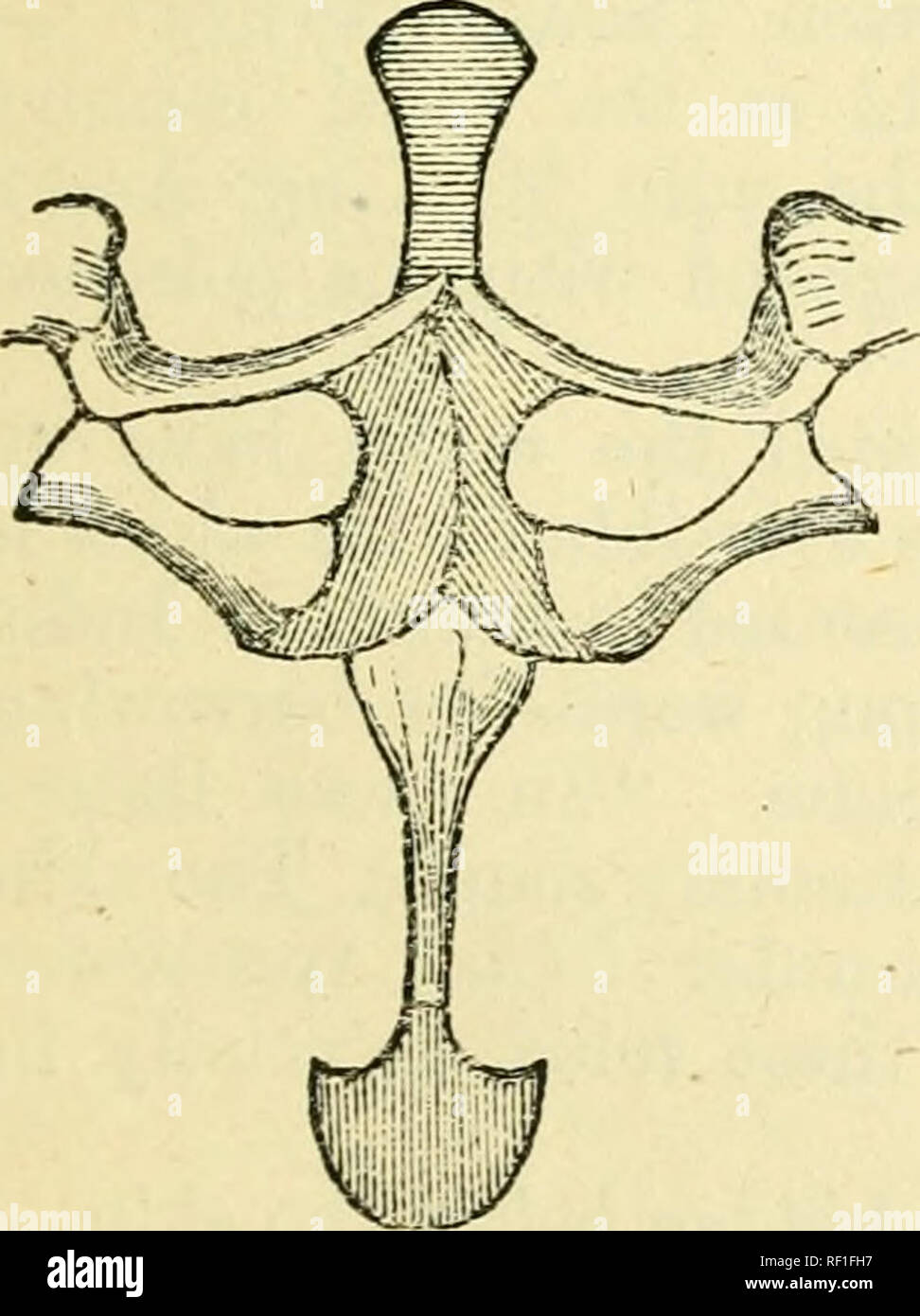 . Catalogue of the Batrachia Salientia and Apoda (frogs, toads, and c ...