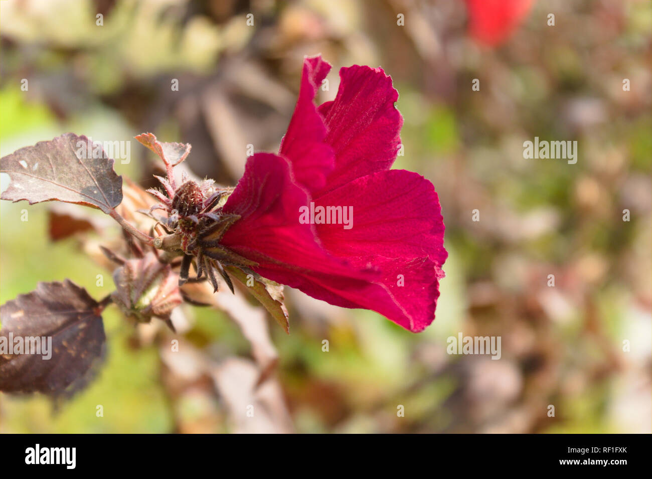 Most beautiful red flowers hi-res stock photography and images - Alamy