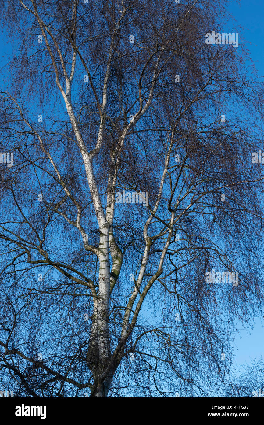 Birch tree and her branches hi-res stock photography and images - Alamy