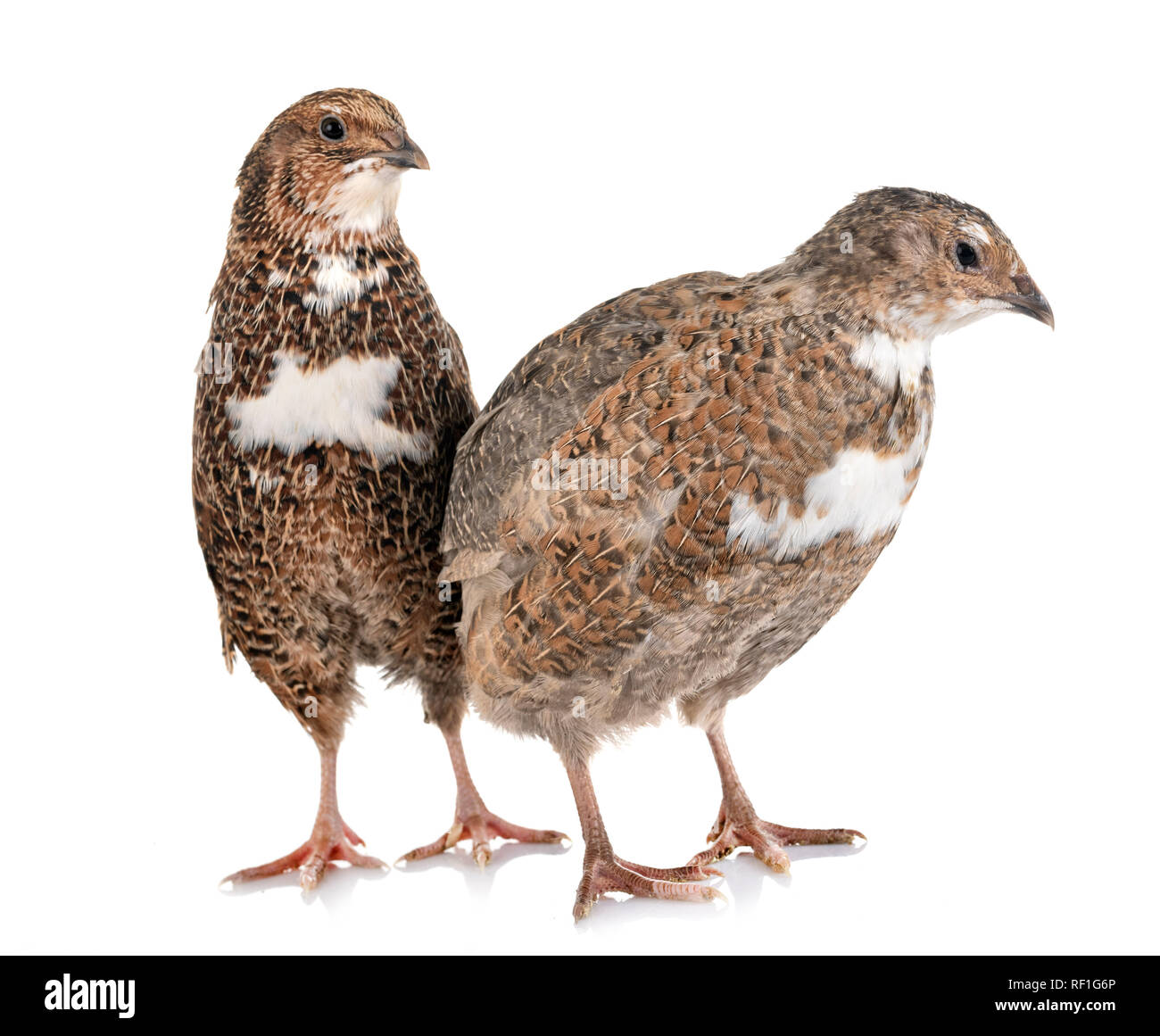 Japanese Quail Illustration