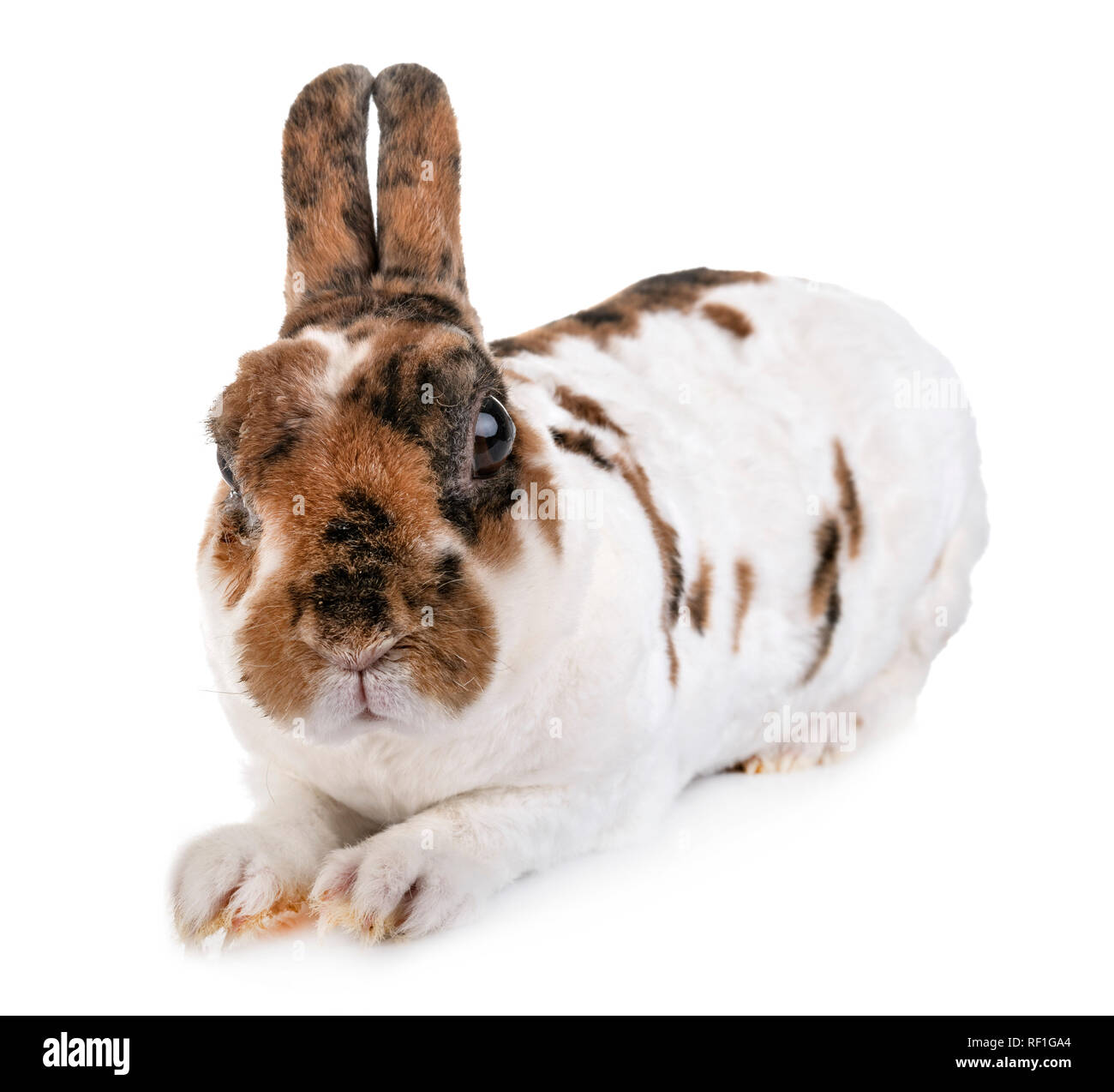miniature Rex rabbit in front of white background Stock Photo - Alamy