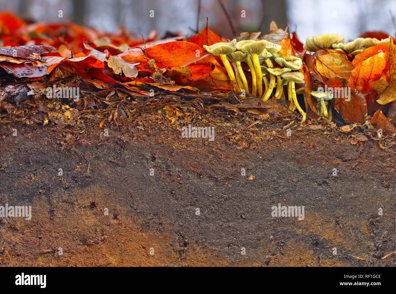 Litter decomposition hi-res stock photography and images - Alamy