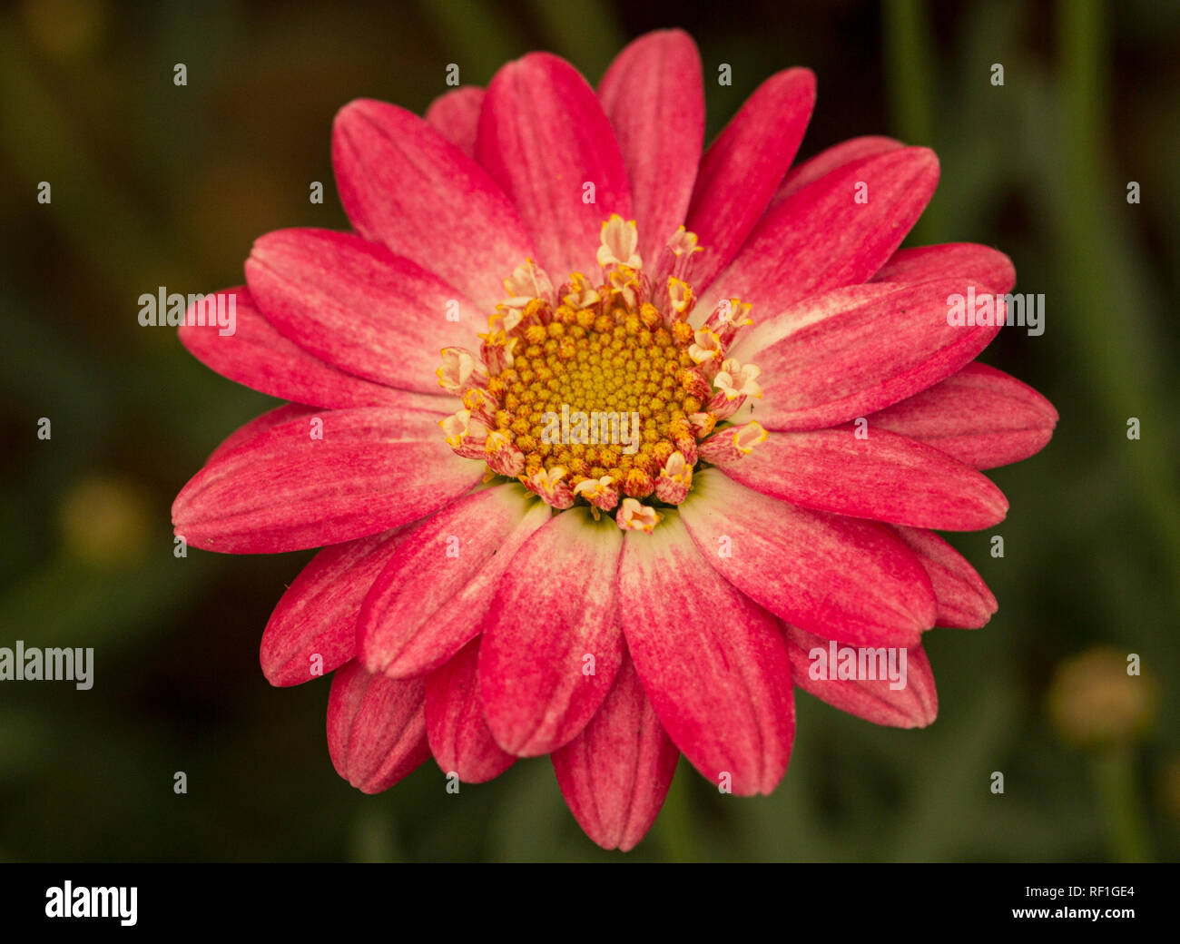 Pink ladies hi-res stock photography and images - Alamy