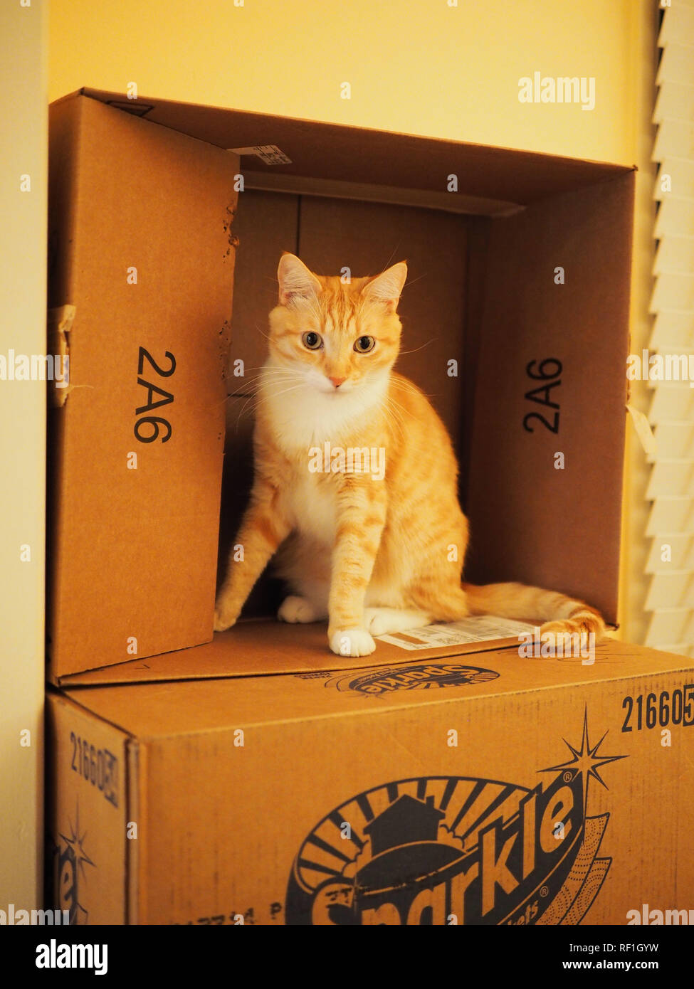 Mika the orange tabby hiding in a box Stock Photo - Alamy
